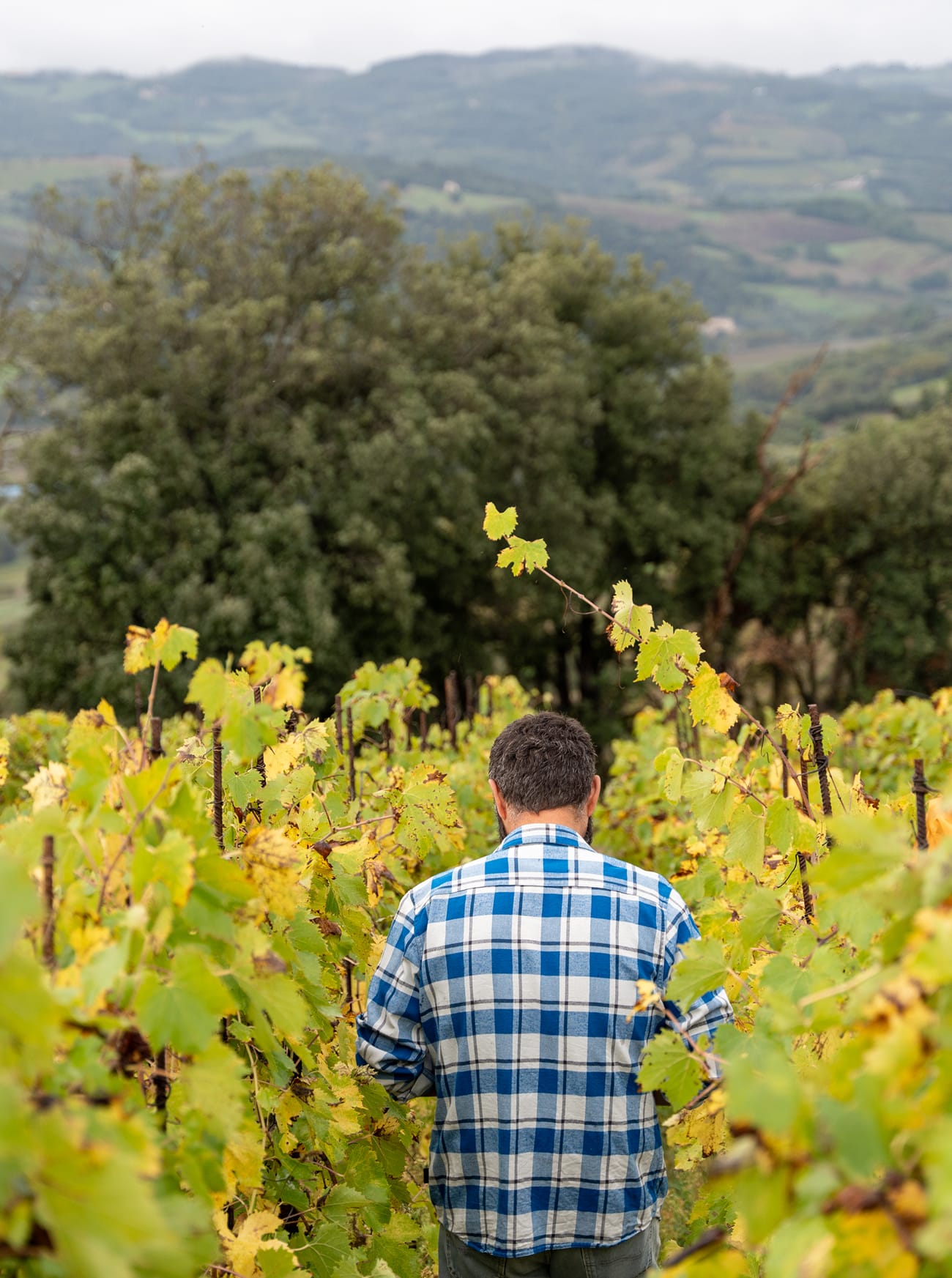 Bonsai vineyard, the densest vineyard in the world | Podere Le Ripi